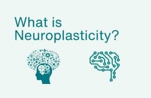 A Beginner's Guide to Neuroplasticity - Unyte Integrated Listening