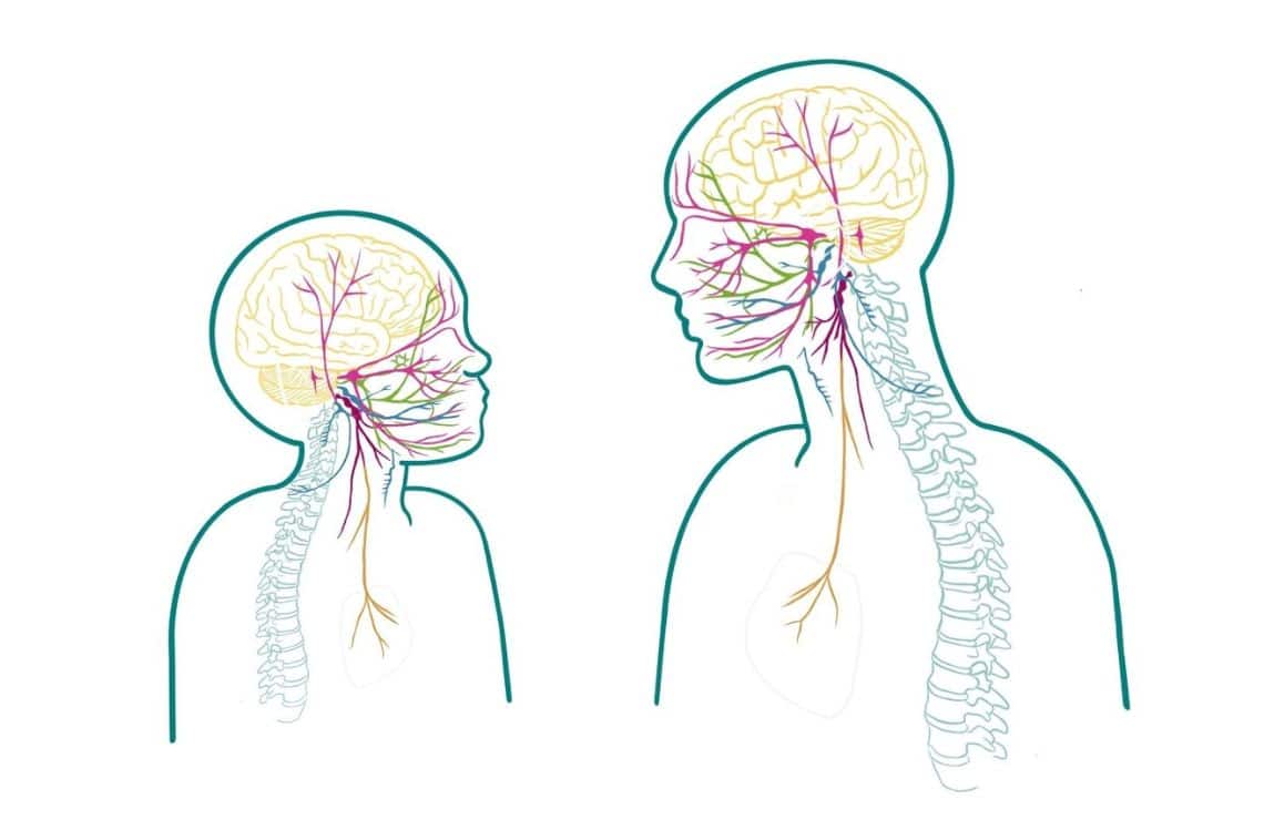 Dr. Stephen Porges’ latest publication on the Polyvagal Theory
